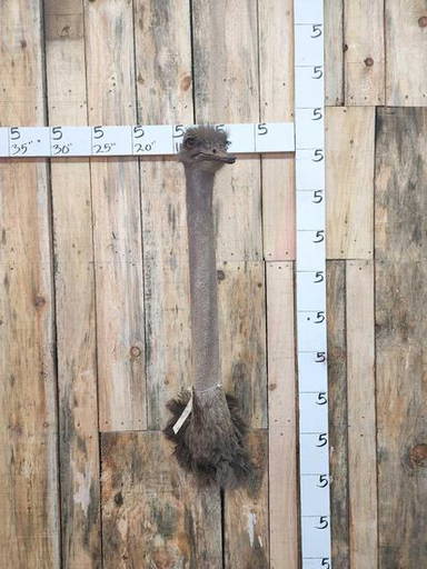 Ostrich Neck Mount Taxidermy - Oct 06, 2022 | Circle M Auctions in IA