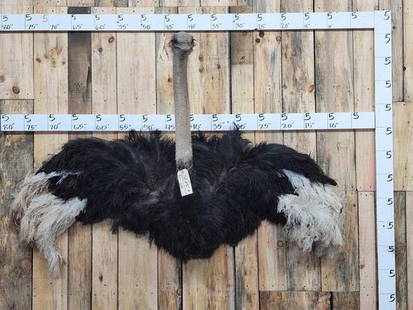 Antique & Vintage Taxidermy for Sale in Online Auctions