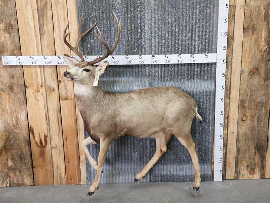 5x5 Mule Deer Full Body Taxidermy Mount (#0081E) on Oct 06, 2022 ...