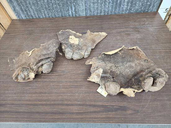 3 Hippopotamus Feet Taxidermy (#0086B) on Oct 06, 2022 | Circle M ...