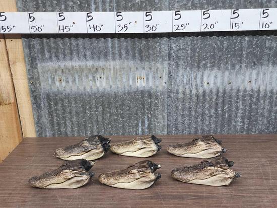 6 Taxidermy Alligator Heads