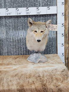 Ram Sheep Table Top Pedestal Taxidermy Mount