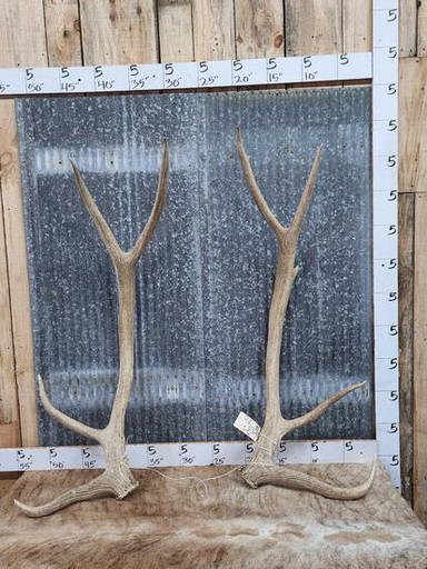 Big 4x4 Elk Shed Antlers