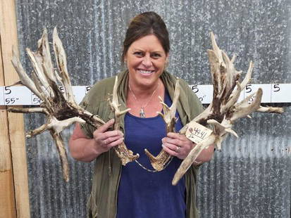 150 Class Whitetail Shed Antlers