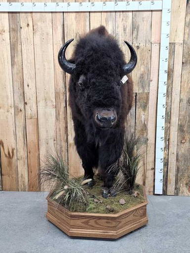 Large Herd Bull American Bison Buffalo Half Body Taxidermy Mount