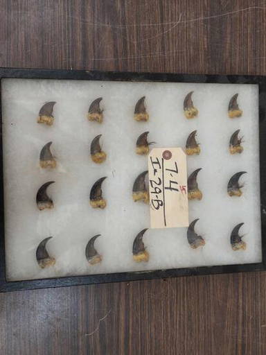 Set Of 20 Real Black Bear Claws Taxidermy
