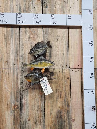 Crappie , Perch , & Bluegill Real Skin Fish Taxidermy - Oct 08, 2022 ...
