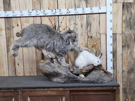 Alaskan Lynx Catching A Snowshoe Hare Full Body Taxidermy Mount