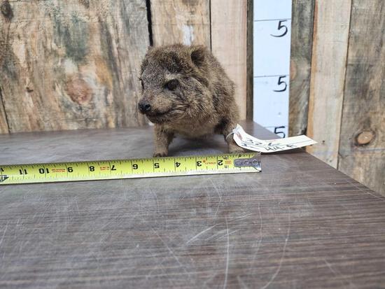 African Hyrax Or Rock Dassie Full Body Taxidermy Mount - Oct 08, 2022 ...