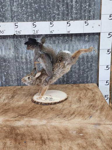 Cowboy Squirrel Riding A Rodeo Rabit Taxidermy