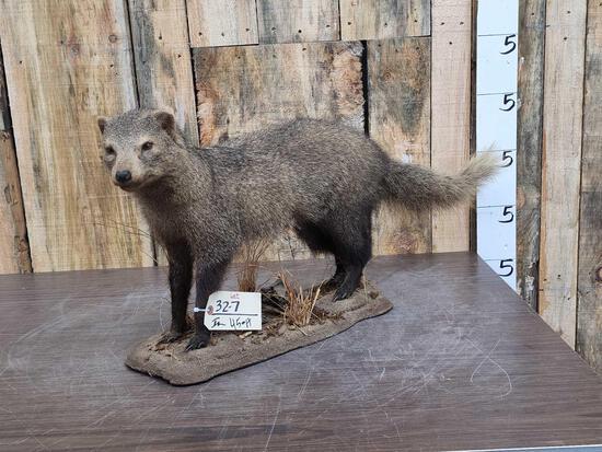 Big Mongoose Full Body Taxidermy Mount
