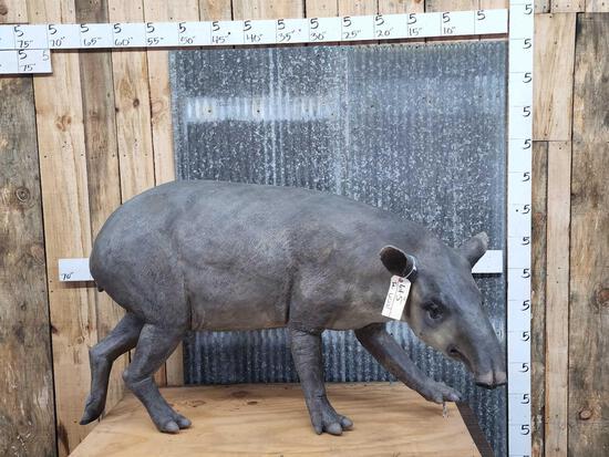 Tapir Reproduction Full Body Taxidermy Mount