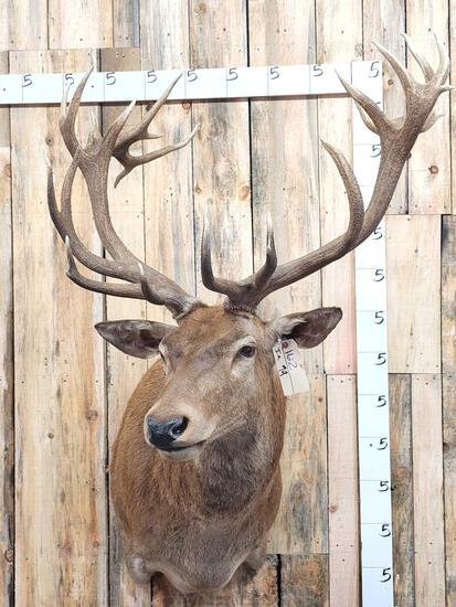 Red Stag Shoulder Mount Taxidermy