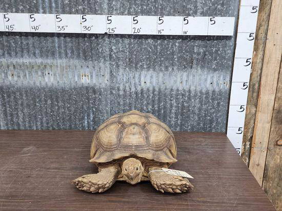 Sulcata Tortoise Full Body Taxidermy Mount (#0084C) on Oct 08, 2022 ...