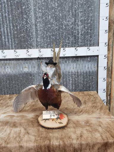 Rodeo Squirrel Riding A Pheasant Full Body Taxidermy Mount (#0090D) on ...