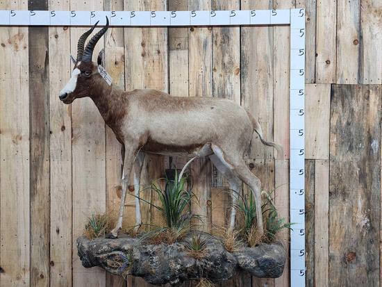 African Blesbok Full Body Taxidermy Mount - Oct 08, 2022 | Circle M ...