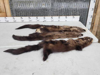 3 Tanned Beaver Furs Taxidermy
