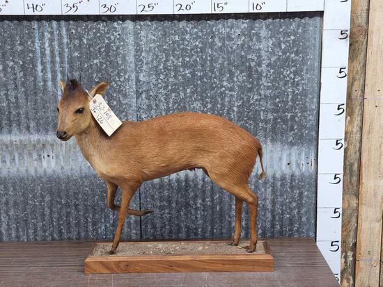 African Bay Duiker Full Body Taxidermy Mount - Oct 08, 2022 | Circle M ...