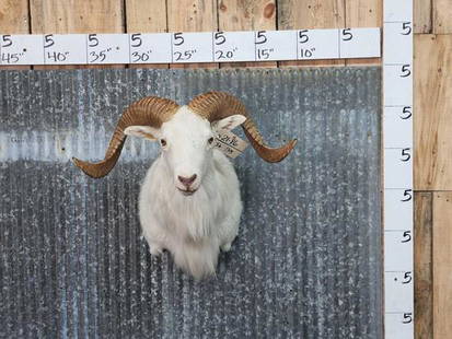 Texas Dall Cross Ram Sheep Shoulder Mount Taxidermy