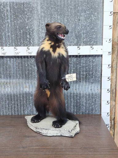 Big Wolverine Full Body Taxidermy Mount