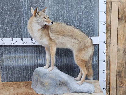 Soft Mount Coyote Full Body Taxidermy Mount
