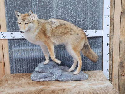 Soft Mount Coyote Full Body Taxidermy Mount
