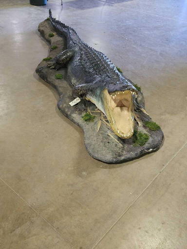 Giant 12' Alligator Full Body Taxidermy Mount