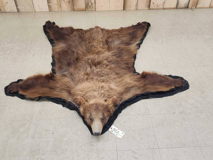 Cinnamon Phase Black Bear Rug Taxidermy (#0011I) on Mar 16, 2023 ...