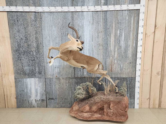 African Impala Full Body Taxidermy Mount