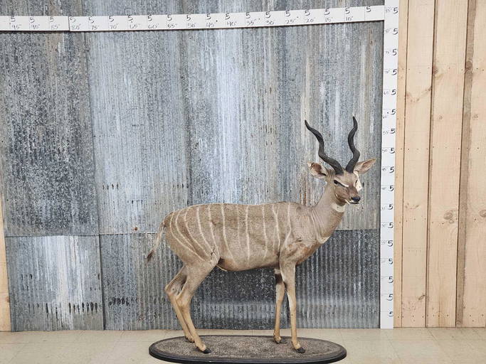African Lesser Kudu Full Body Taxidermy Mount