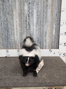 Baby Skunk Full Body Taxidermy Mount