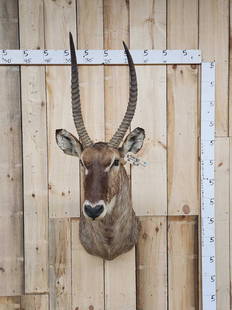 African Trophy Waterbuck Taxidermy Mount
