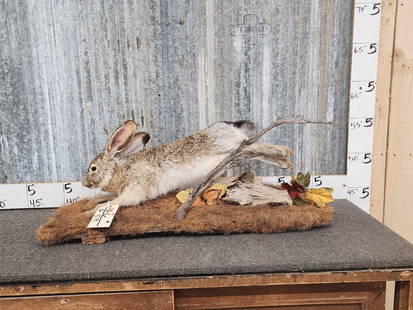 Bunny Rabbit Full Body Taxidermy Mount