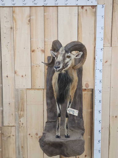 Mouflon Ram Sheep Half Body Taxidermy Mount