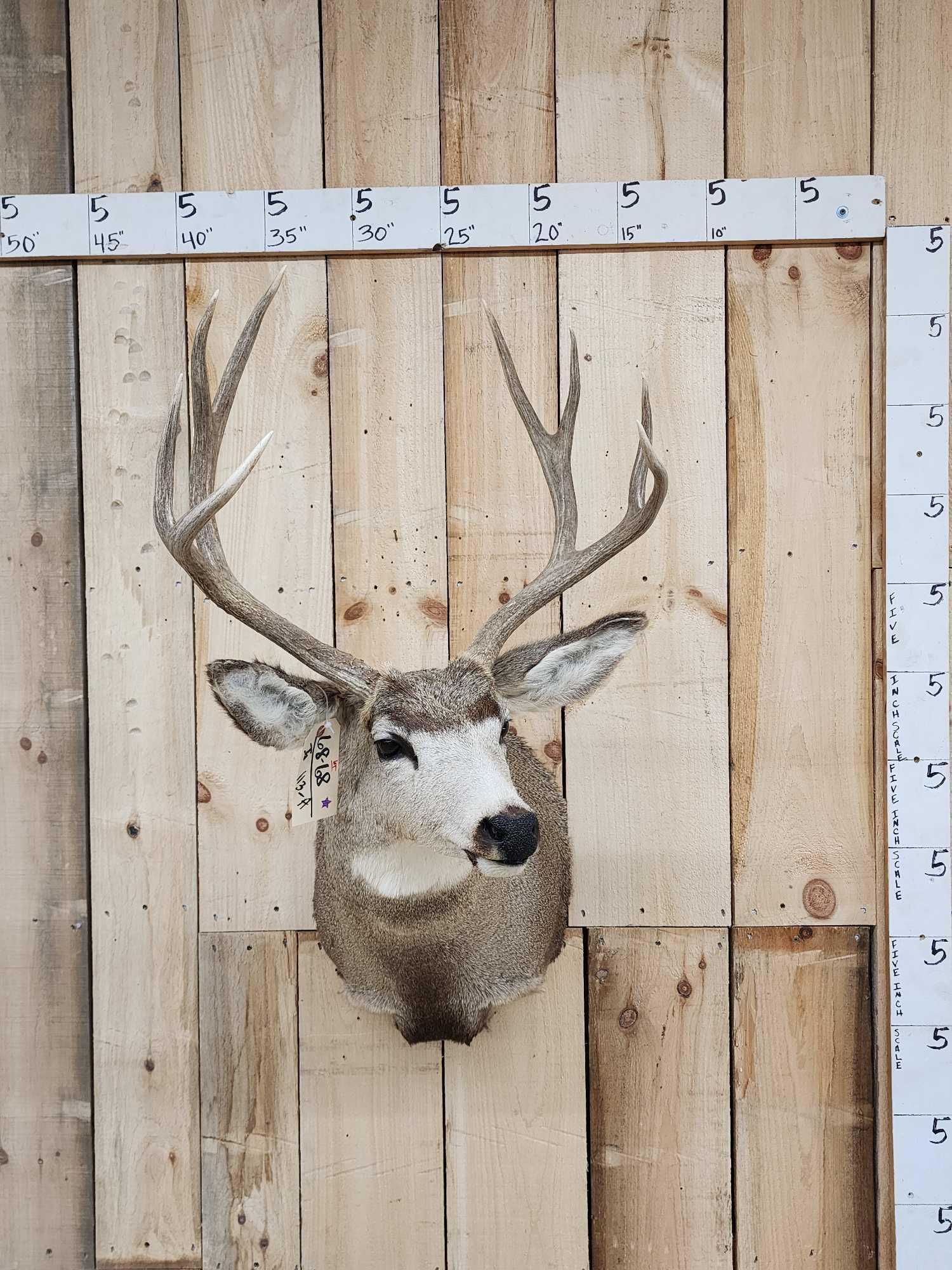4x4 Mule Deer Shoulder Mount Taxidermy - Mar 16, 2023 | Circle M ...