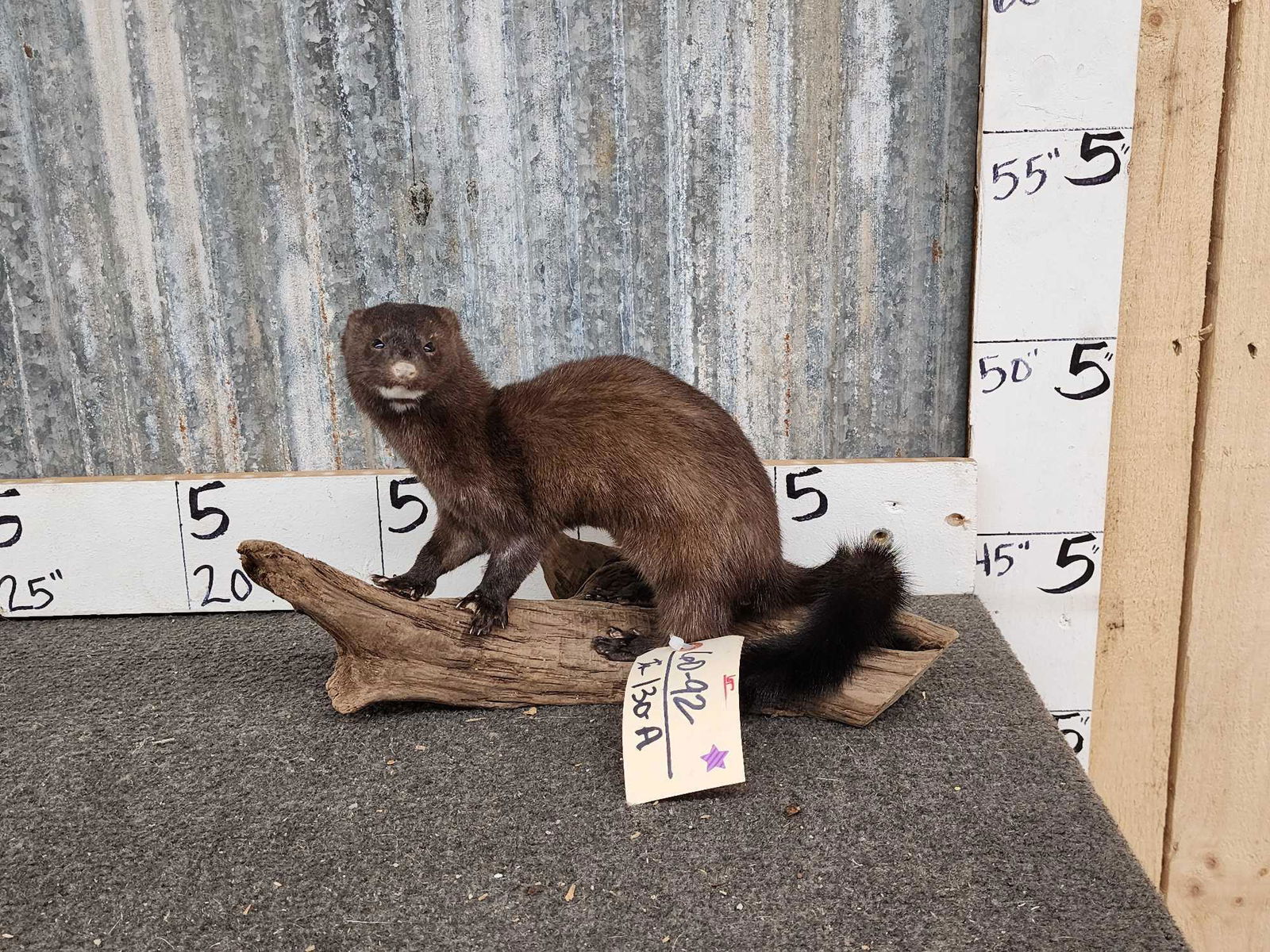 Mink Full Body Taxidermy Mount