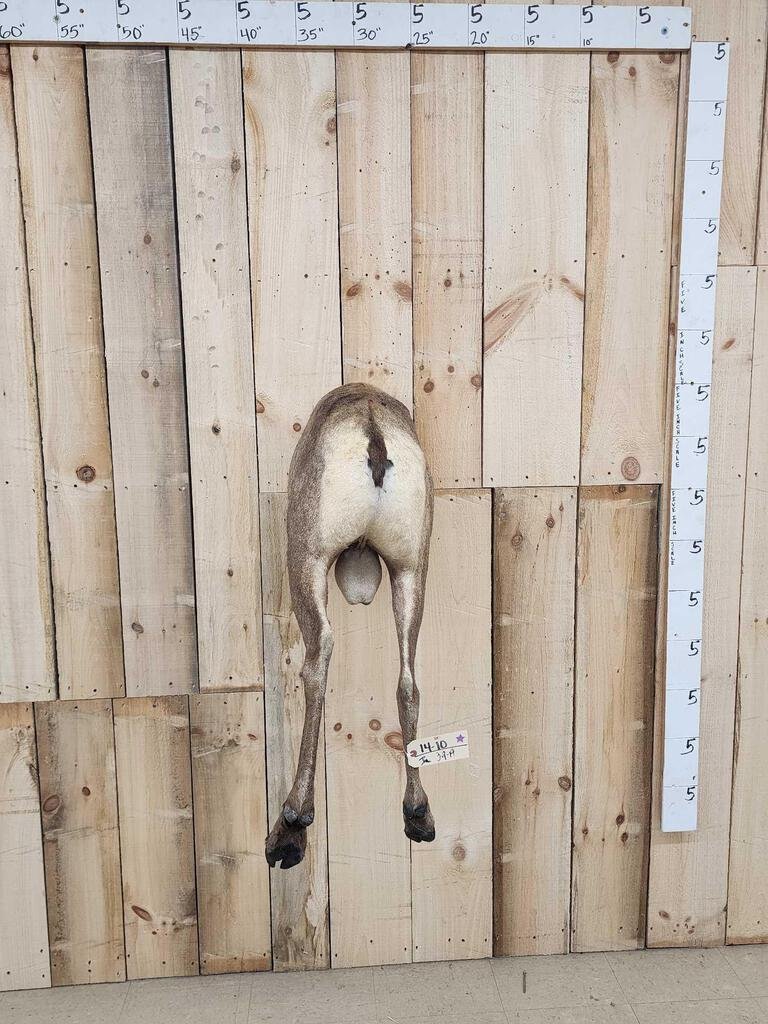 Bighorn Sheep Rump Taxidermy