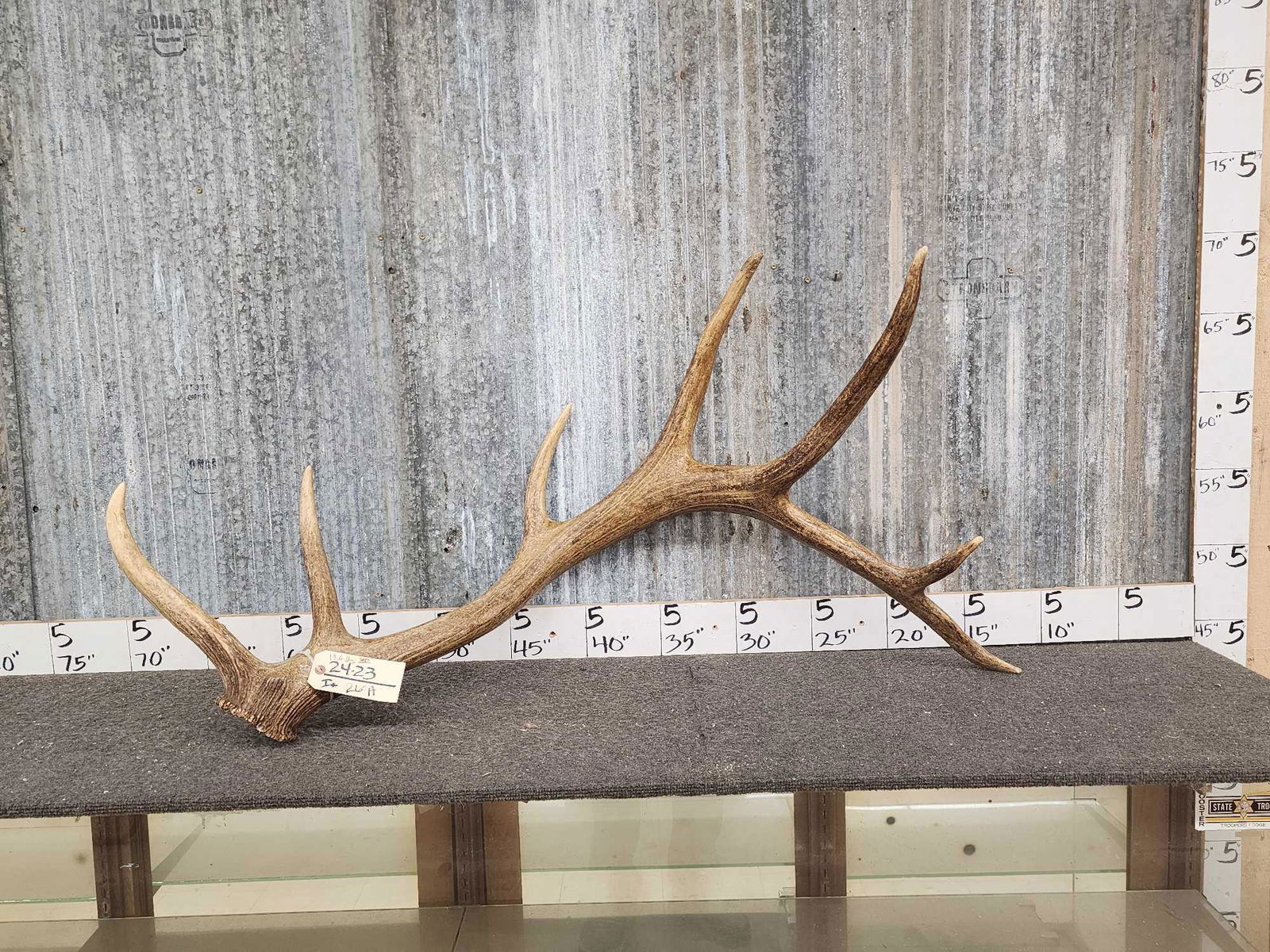Big 7 Point Elk Shed Antler