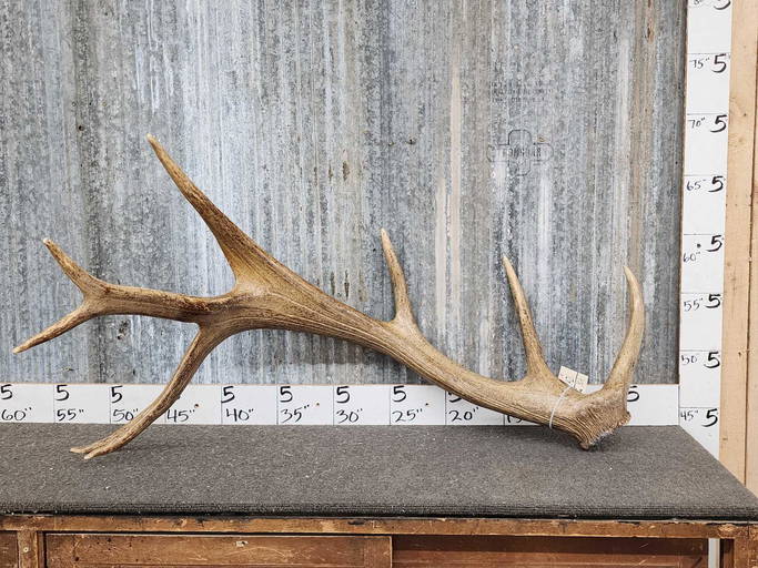 Big 8 Point Elk Shed Antler