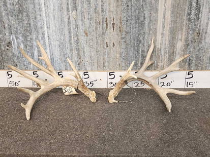 Big Set Of Whitetail Shed Antlers