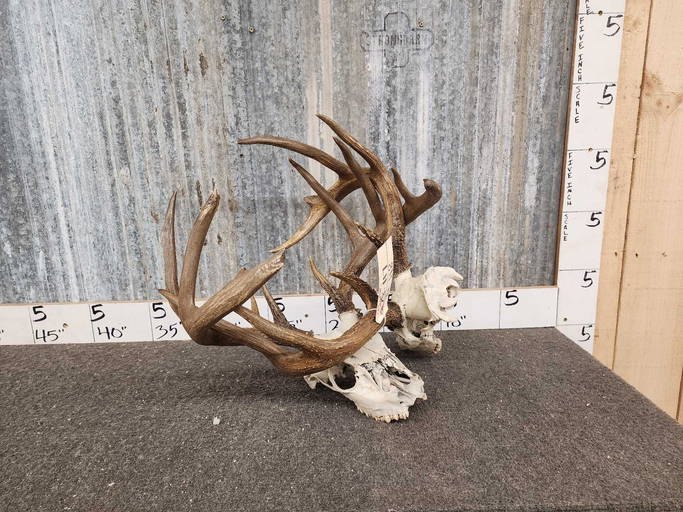2 Sets Of Locked Whitetail Antlers On Skull