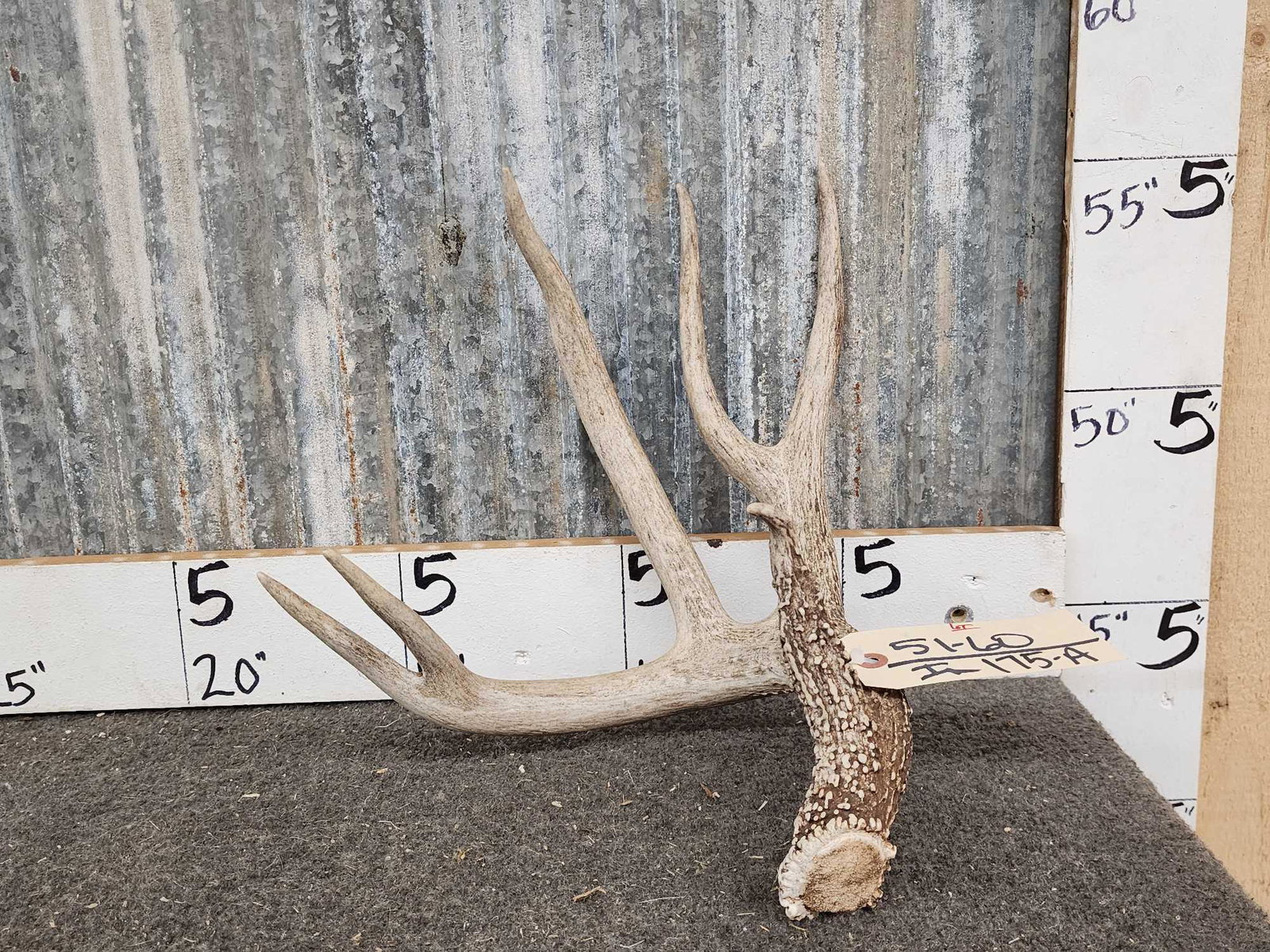 Big Wild Main Frame 5 Point Whitetail Shed Antler
