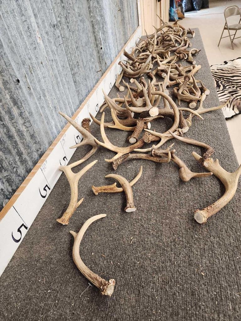 20 Lbs Of Cut Off Whitetail Antlers - Mar 17, 2023 | Circle M Auctions ...