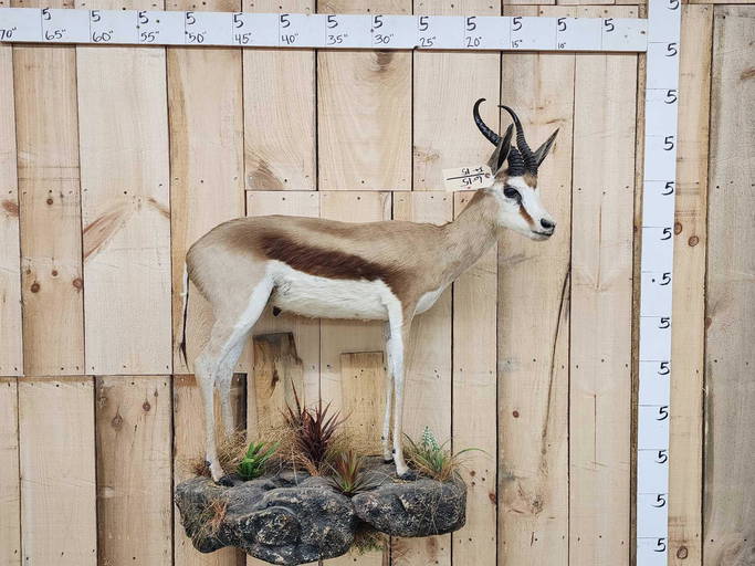 African Springbok Full Body Taxidermy Mount