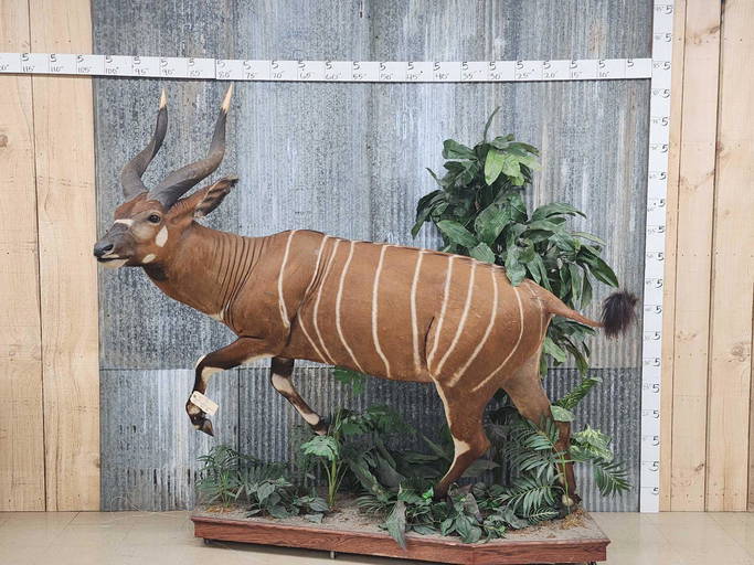 African Bongo Full Body Taxidermy Mount