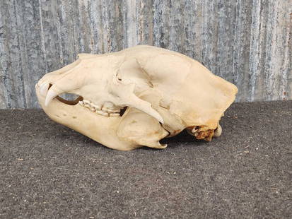 Big Grizzly Bear Skull