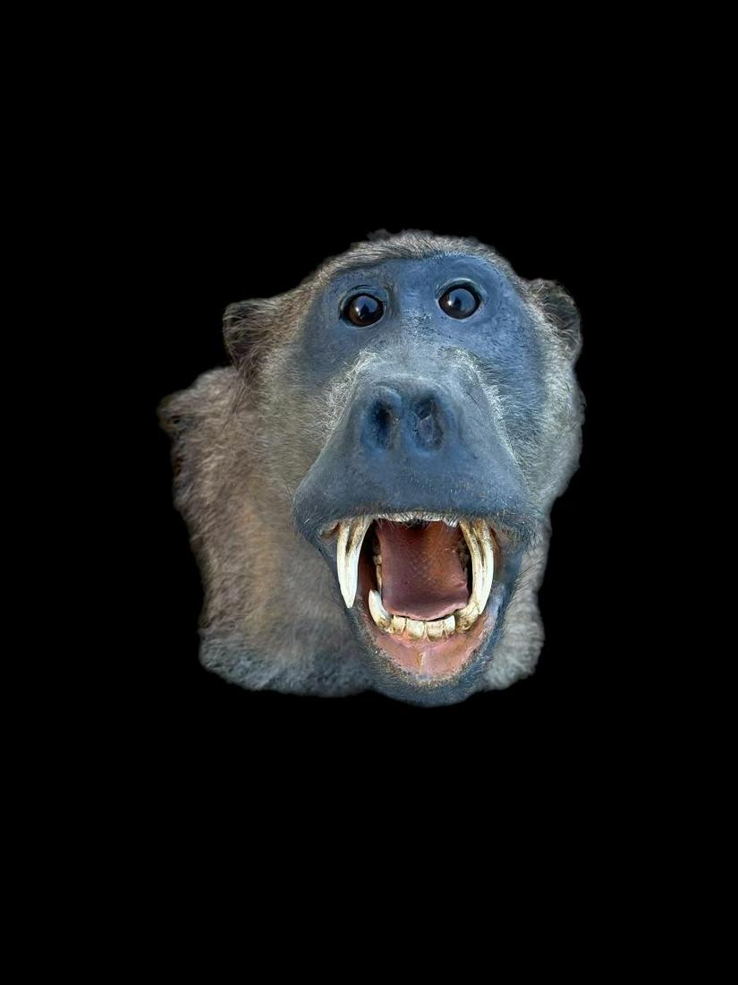 African Baboon Shoulder Mount Taxidermy Oddities - Mar 18, 2023 ...