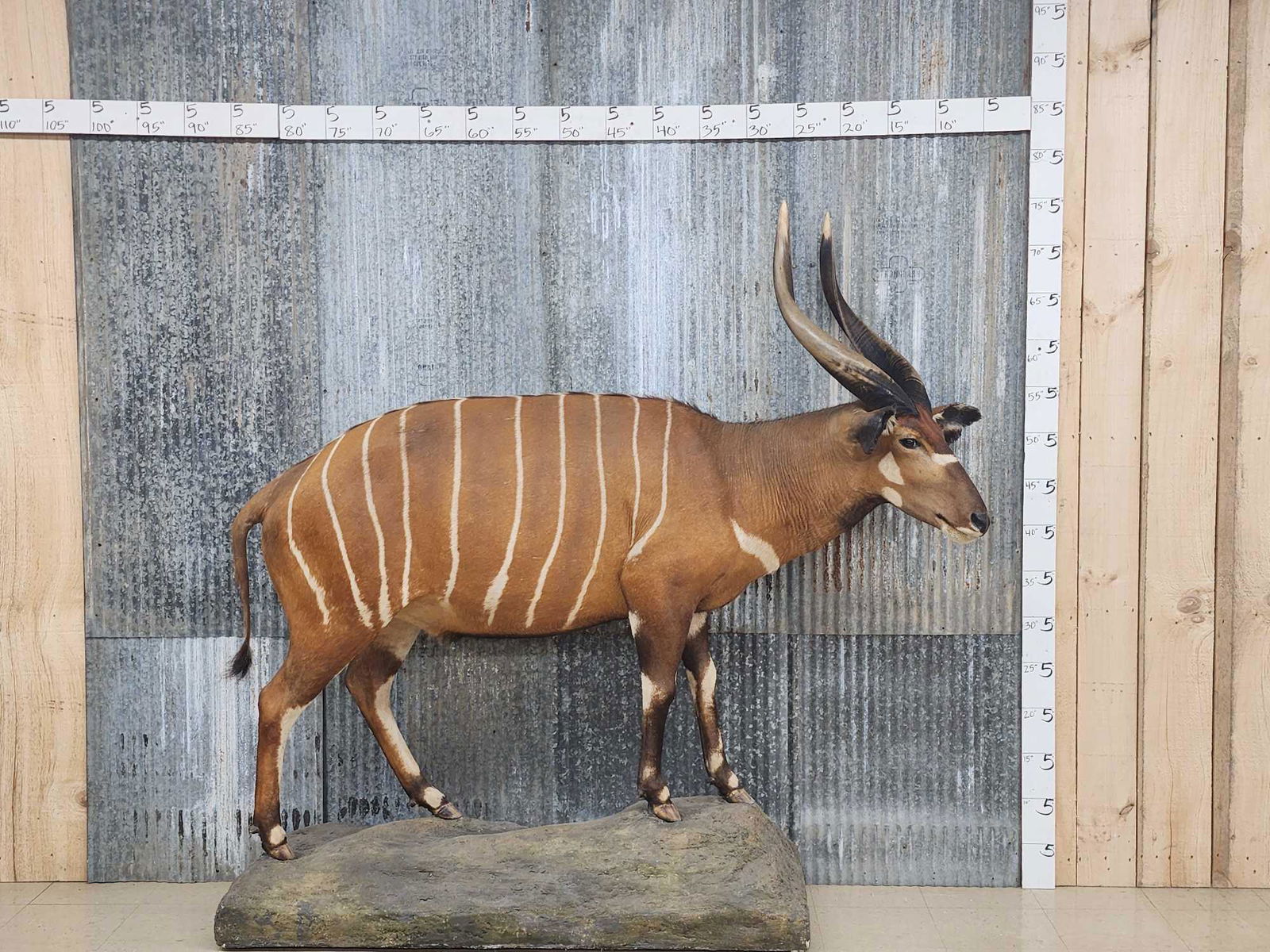 African Bongo Full Body Taxidermy Mount - Mar 18, 2023 | Circle M ...