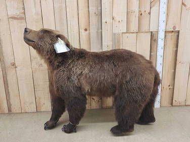 Full Body Mount Standing Brown Bear Taxidermy - Jun 23, 2013 | Leonard ...