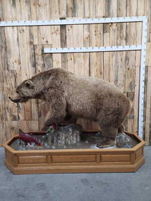 Full Body Mount Standing Brown Bear Taxidermy - Jun 23, 2013 | Leonard ...